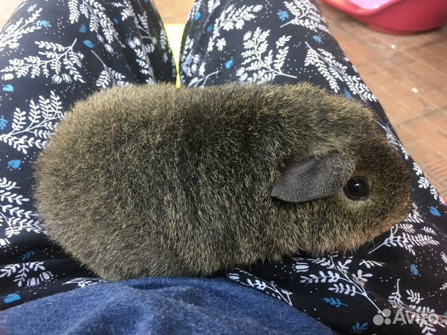 Морские свинки, Америконский тедди