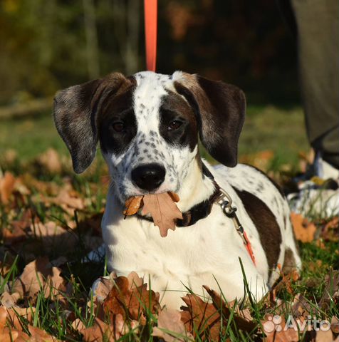 Милая девочка ищет дом