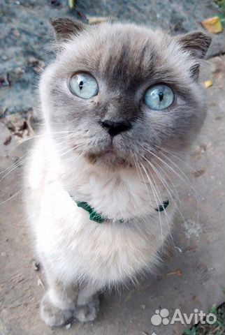 Породистая кошечка в опасности