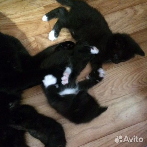 Котята бирмы к бронированию