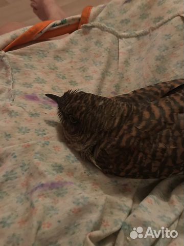 Отдам в добрые руки птенца кукушки