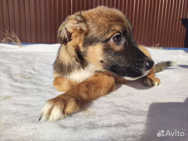 Твой лучший друг