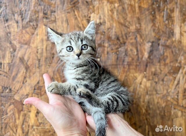Полосатый котенок, девочка