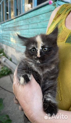 Пушистик ищет дом Девочка