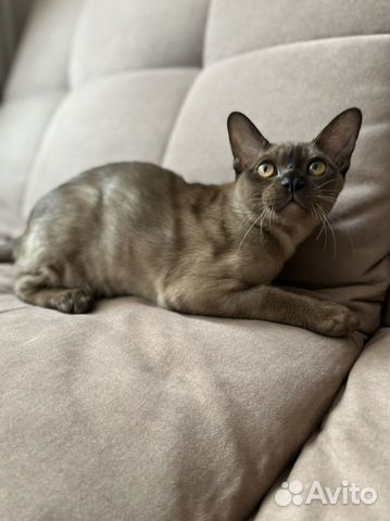 Бурманская