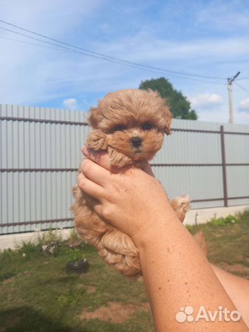 Мальтипу f1 premium