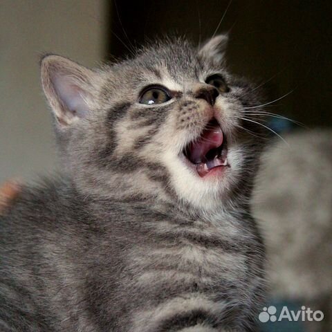 Шотландский котенок мальчик страйт