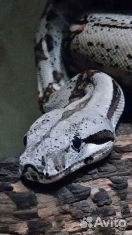 Императорский удав