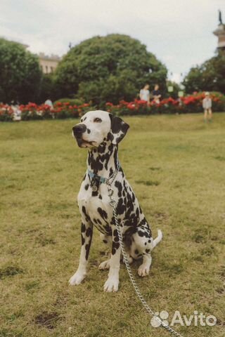 Далматинец в добрые руки