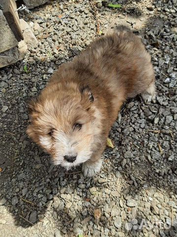 Щенок мальчик 2 месяца