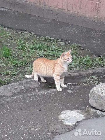 Котик Рыжик в добрые ручки