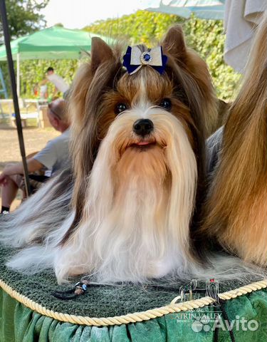 Бивер вязка