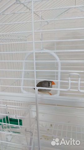 Амадина зебровая