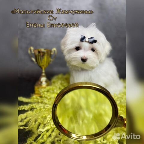 Мальтийская болонка