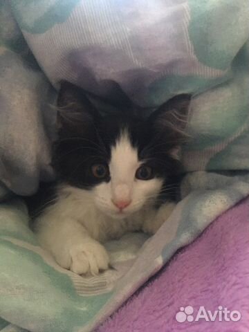 Котенок мальчик бесплатно