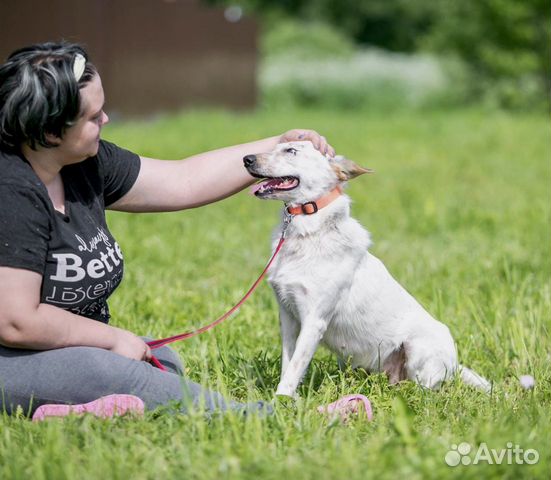 Небольшая собака в добрые руки