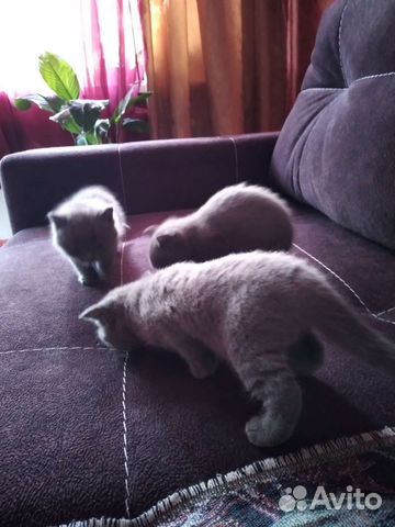 Котята в добрые руки бесплатно