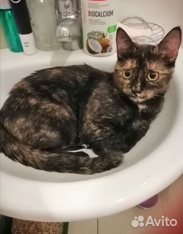 Кошка-котенок девочка