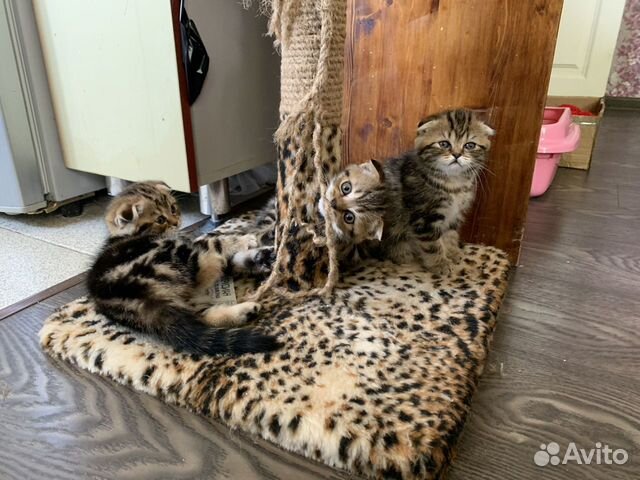 Шотландские котята