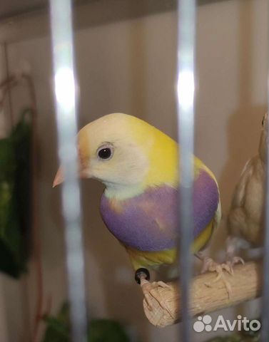 Амадины гульда,самка