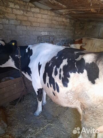 Корова на молоко