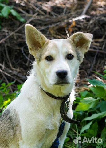 Щенок Снежка ждет семью