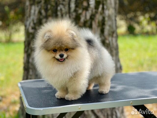 Померанский шпиц красотка Дэни