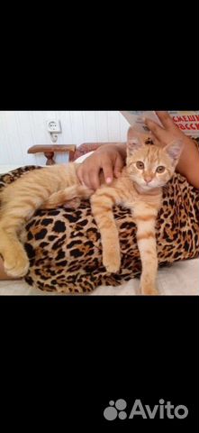 Котенок мальчик рыженький