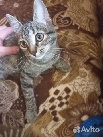 Котенок