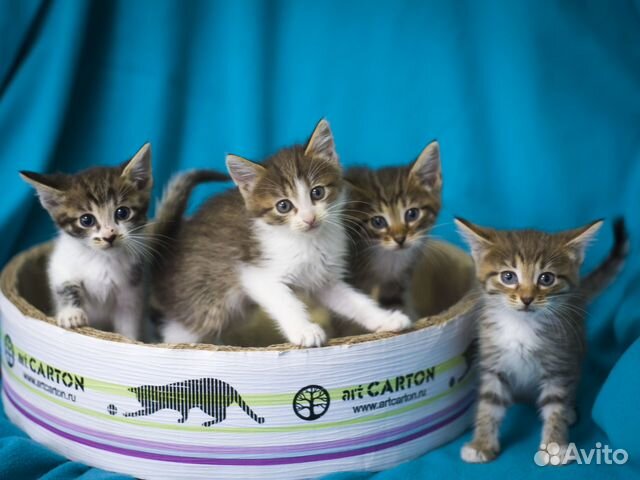 Шикарные котята (коттэ)