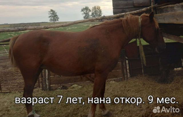 Продам кобылу