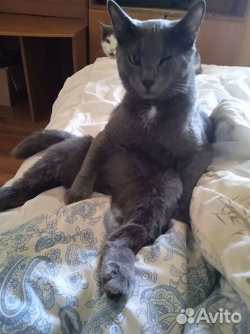 Кот русская голубая