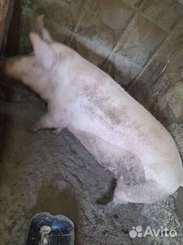 Домашняя свинья на мясо