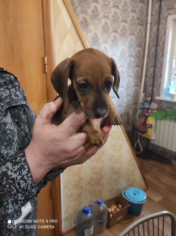 Щенки таксы бесплатно