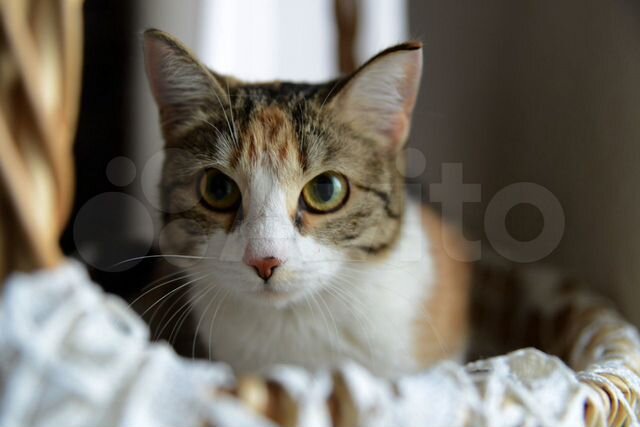 Отдам кошечку Киру