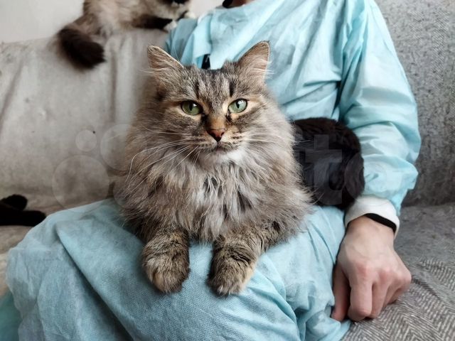 Лючия в добрые руки