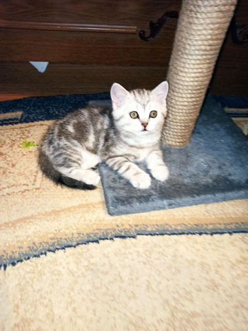 Кошка