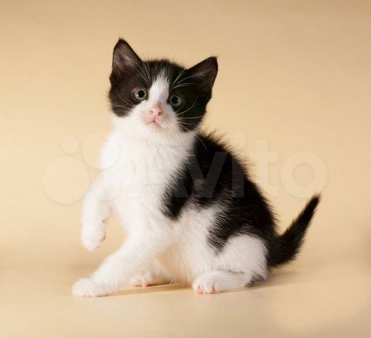 Котятки мальчишки 1,5 мес маленькие