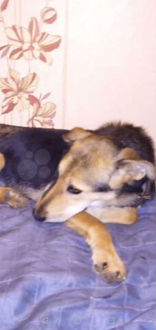 Собачке нужна семья, помогите пожалуйста