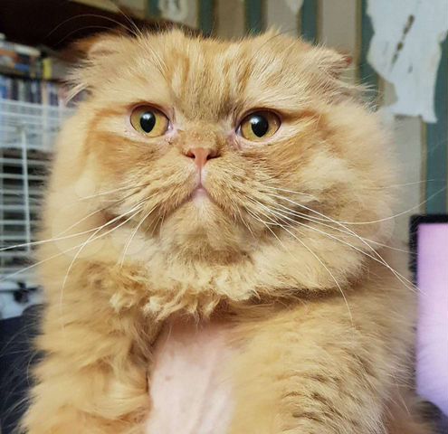Кот персидский