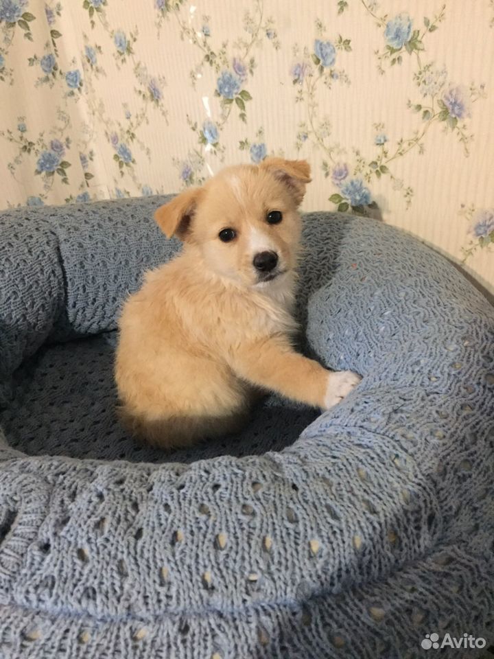 Щенок коротколапый Персик