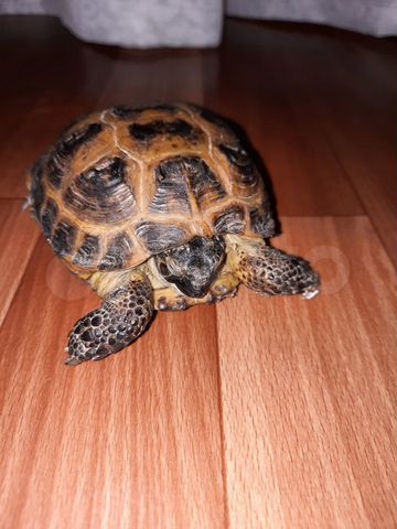 Черепаха сухопутная вместе с террариумом
