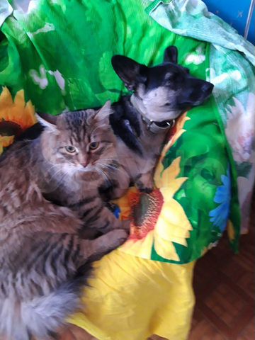 Тимка картинка