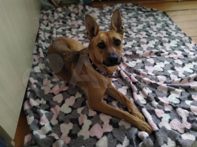 Молодая собака Лада в добрые руки