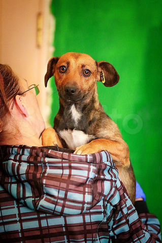 Ириска в добрые руки