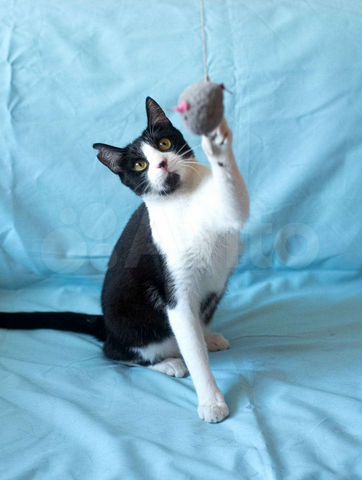 Озарная кошечка Лиса