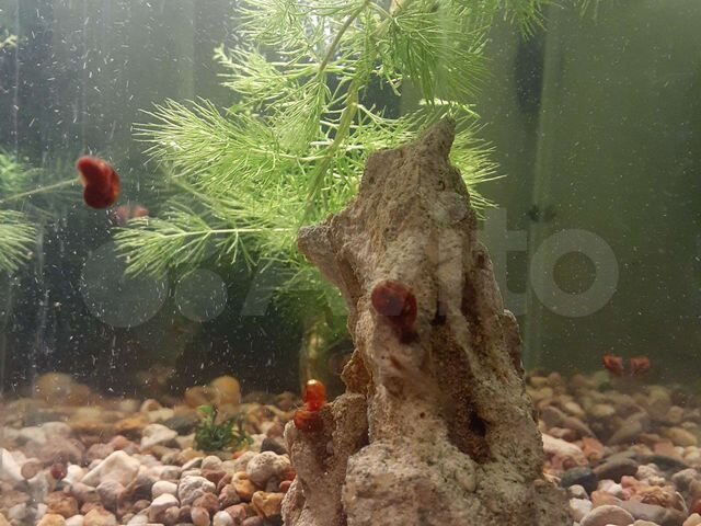 Улитки катушки и мелании обычные