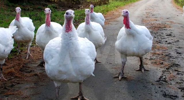 Индюшата, индейка