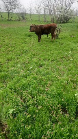 Бычки 8-9 мес