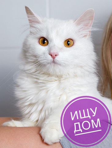 Белоснежная кошечка ищет семью